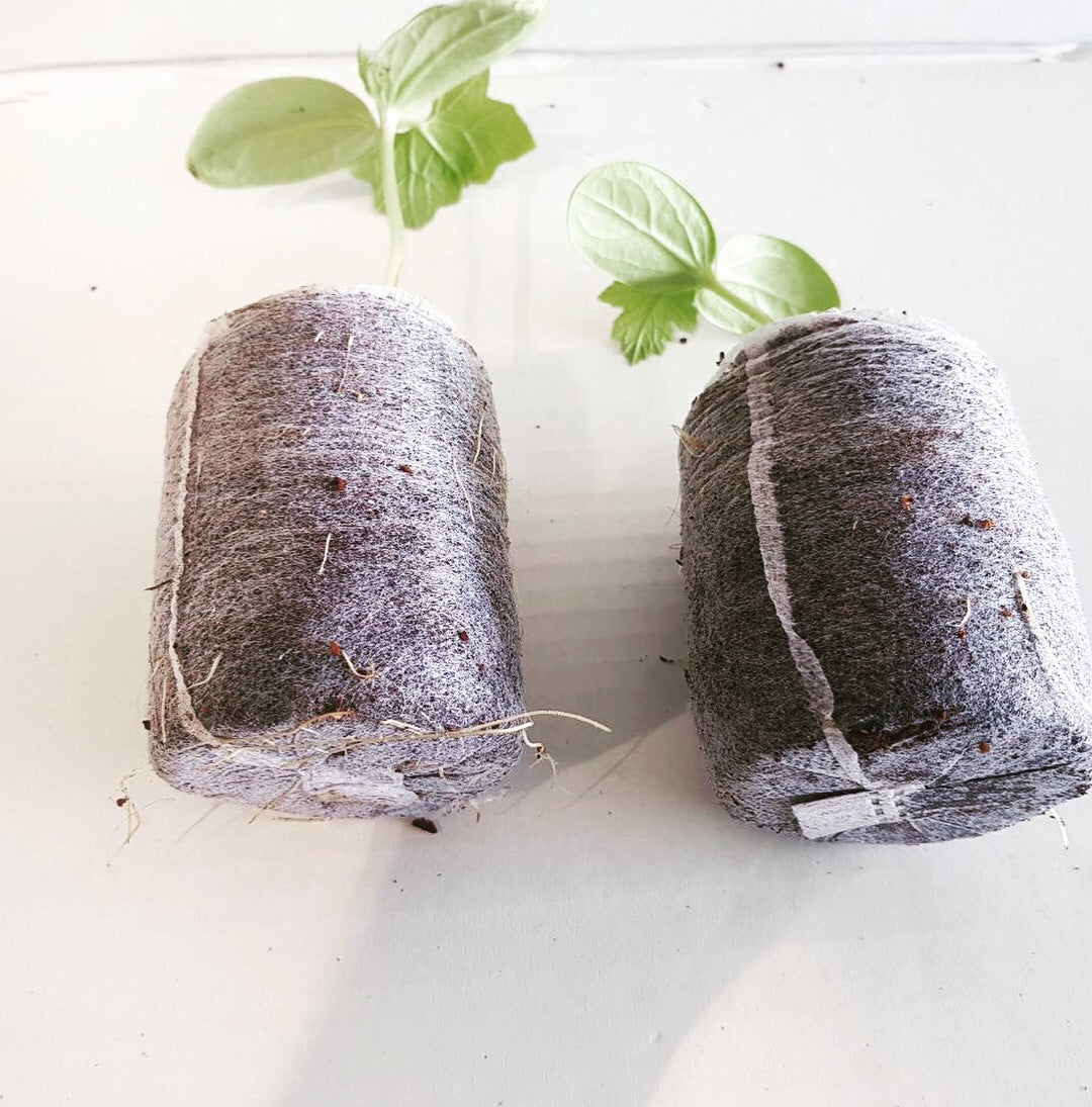 Germination – The Coco Depot