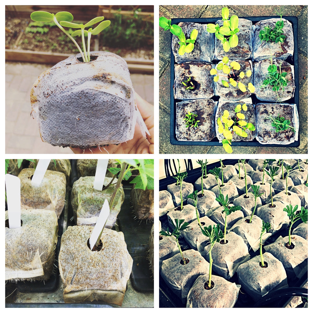 The Coco Depot - Home of premium coco products