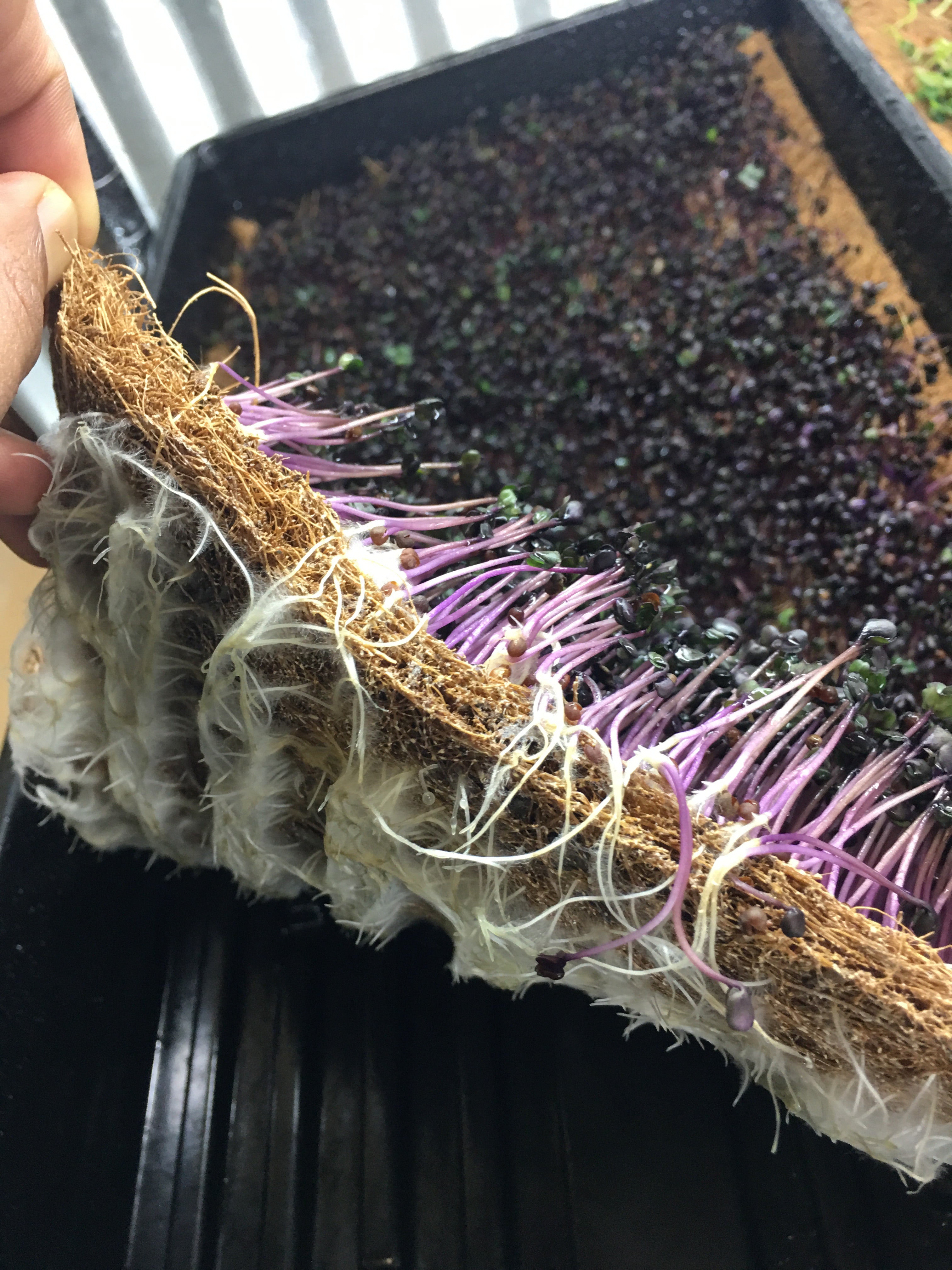 Coco Mats – The Coco Depot