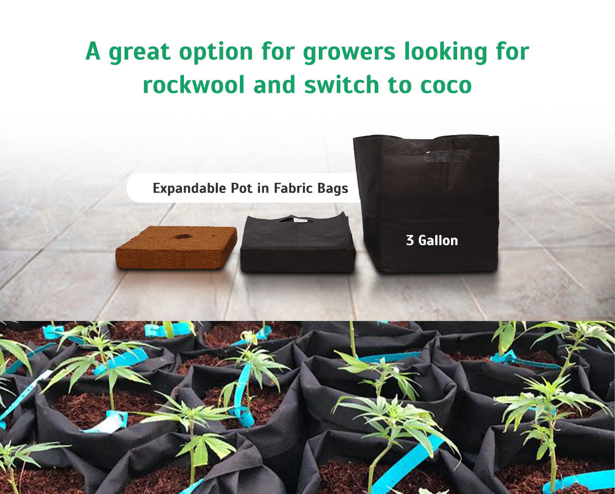 The Coco Depot - Home of premium coco products