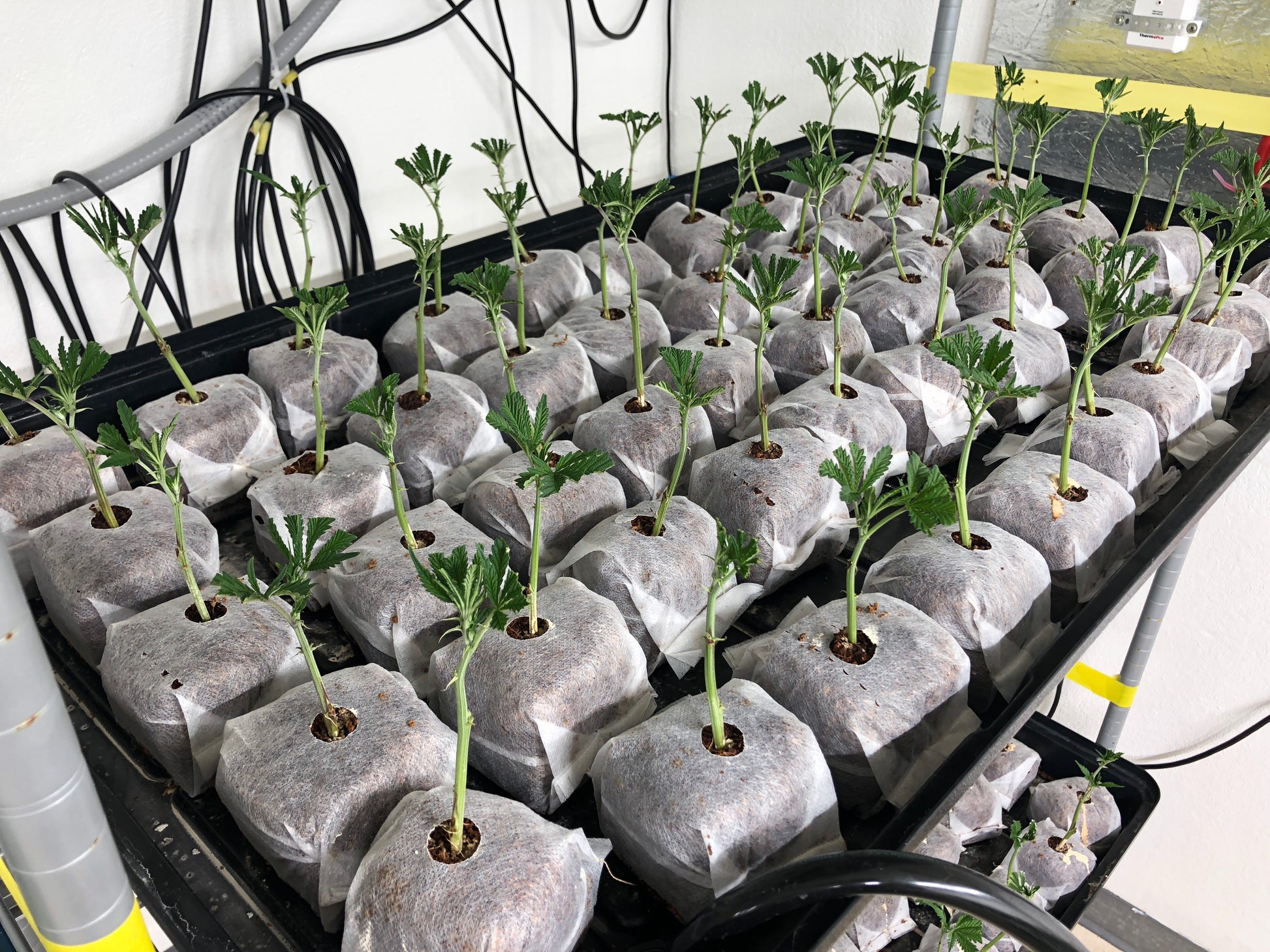 GroEzy™ - 3" Coco Grow Cubes – The Coco Depot